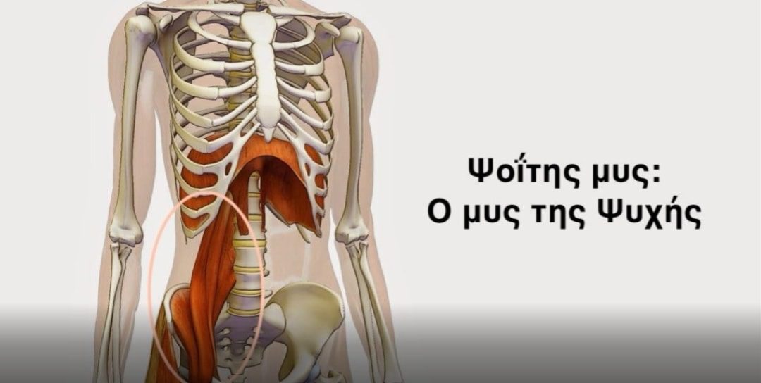 Η σημασία του ψοΐτη μυ για την υγεία, τη ζωτικότητα και τη ...